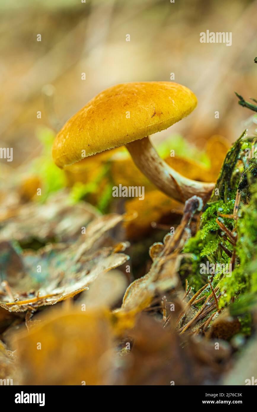 Inconspicuous hi-res stock photography and images - Alamy