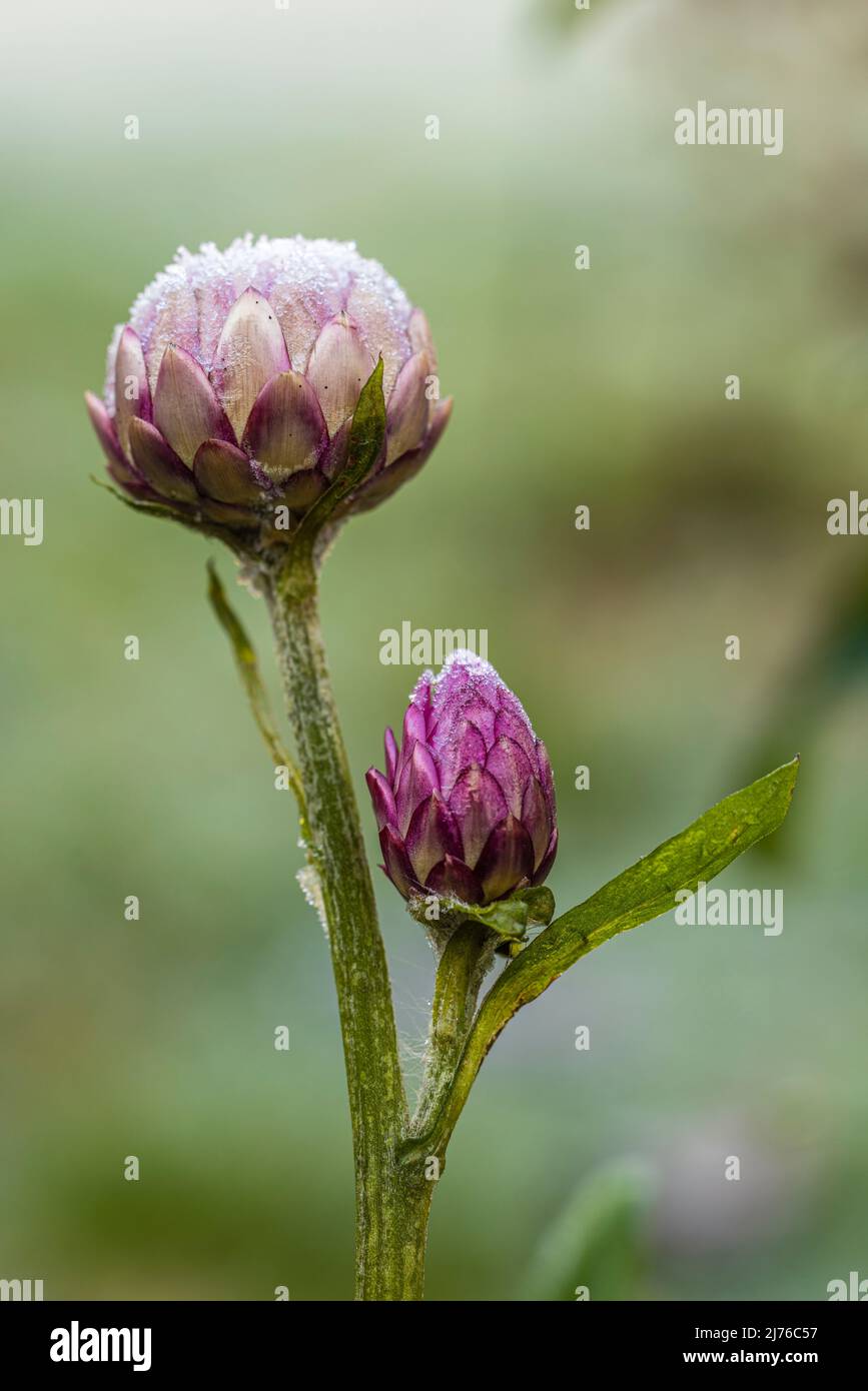 Open and closed blossoms hi-res stock photography and images - Alamy