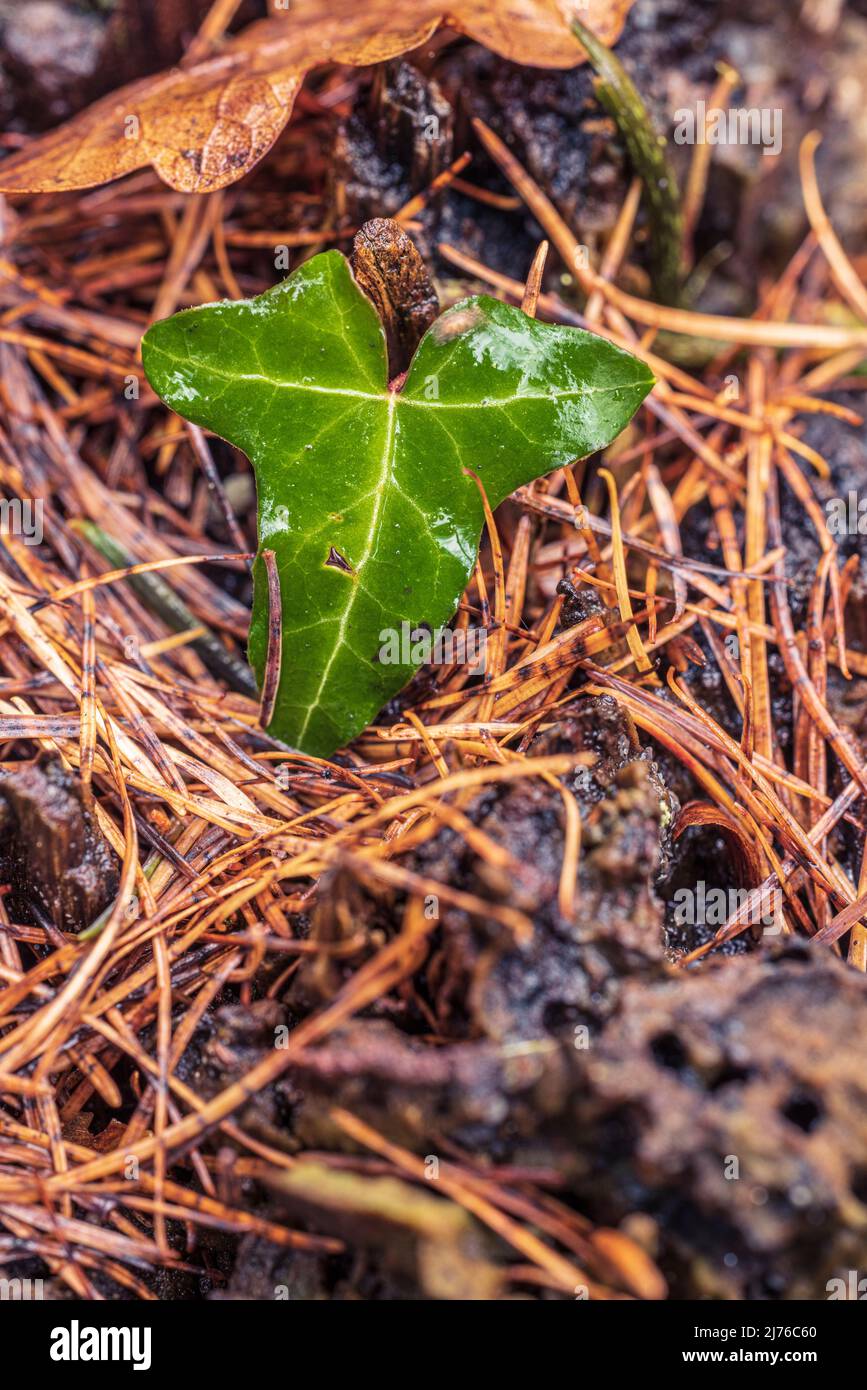Ivy (Hedera helix), leaf, close up, forest still life Stock Photo - Alamy