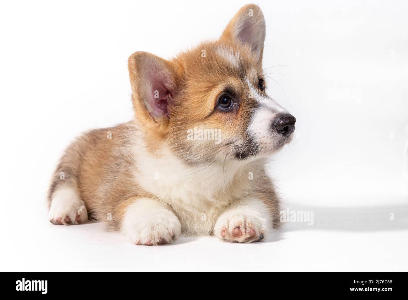 Adorable welsh corgi pembroke cardigan hi-res stock photography and ...