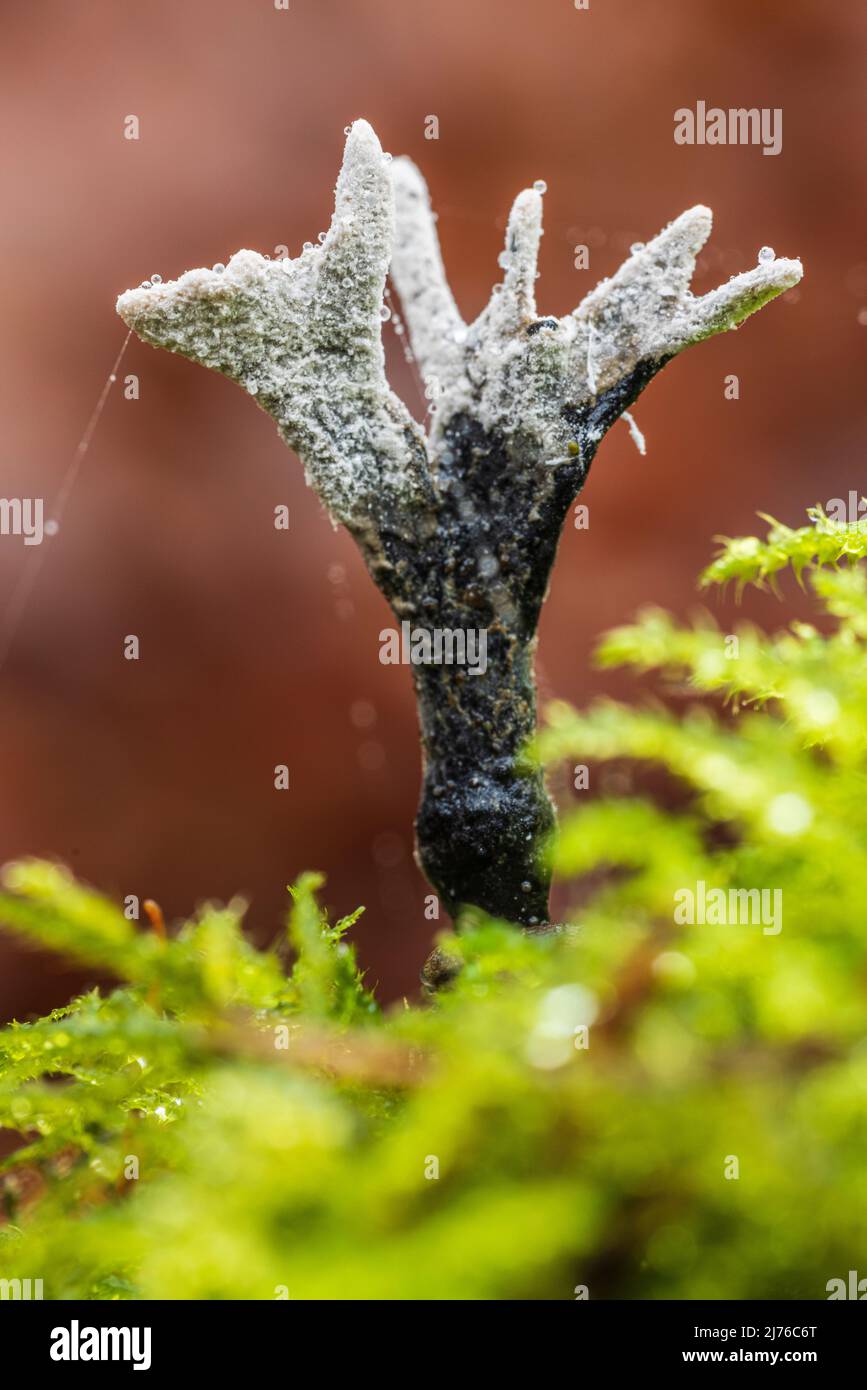 Stags horn fungus hi-res stock photography and images - Alamy
