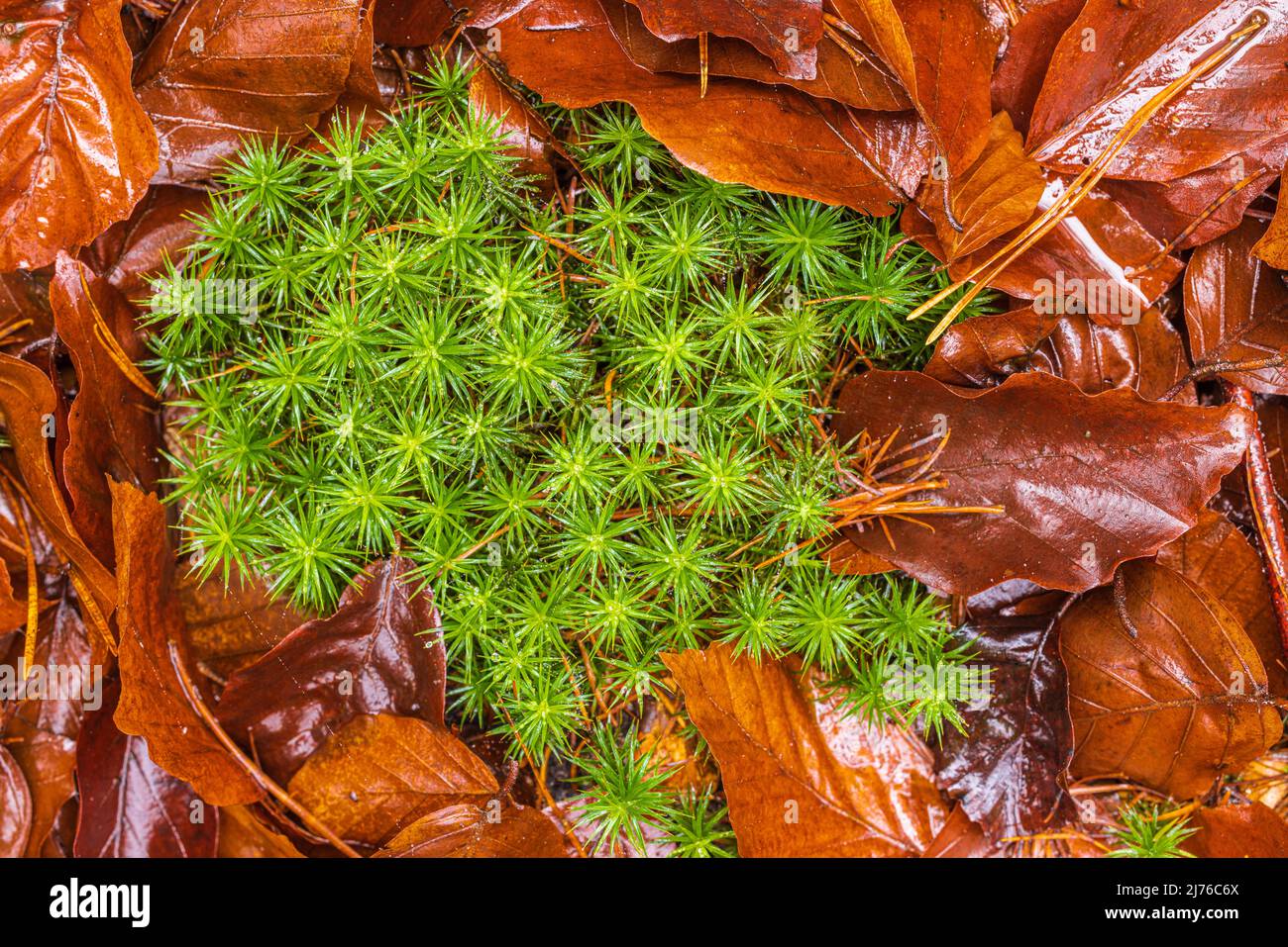 Moss autumn hi-res stock photography and images - Alamy