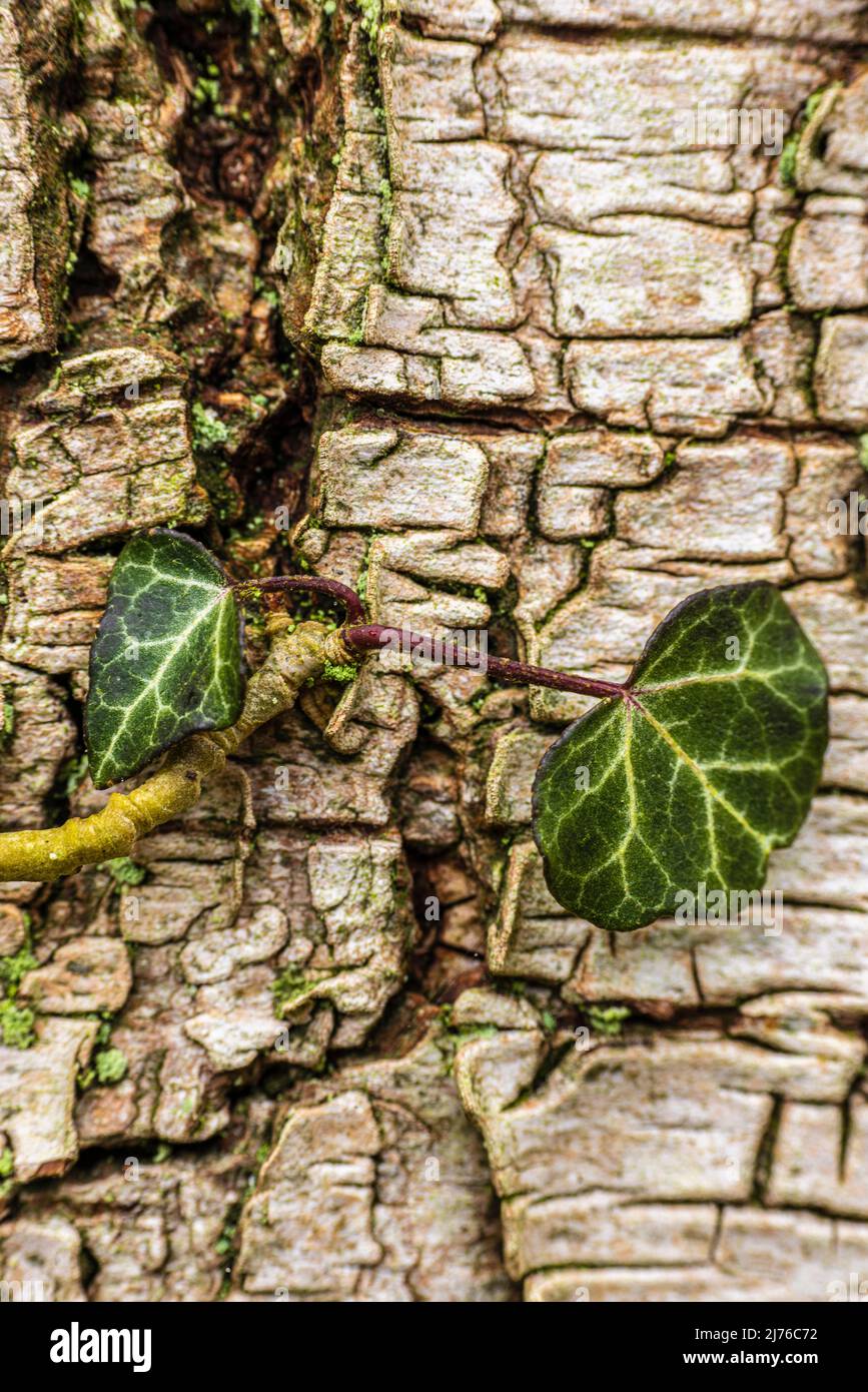 Birch overgrowth hi-res stock photography and images - Alamy