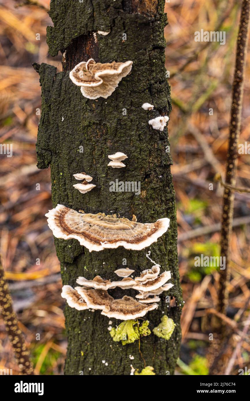Tree fungus on dead tree, nature in detail, forest still life Stock ...
