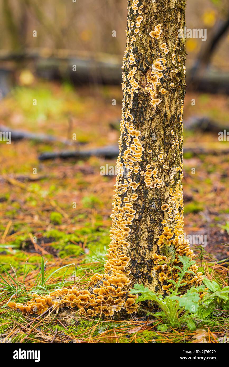 Tree fungus on dead tree, nature in detail, forest still life Stock ...