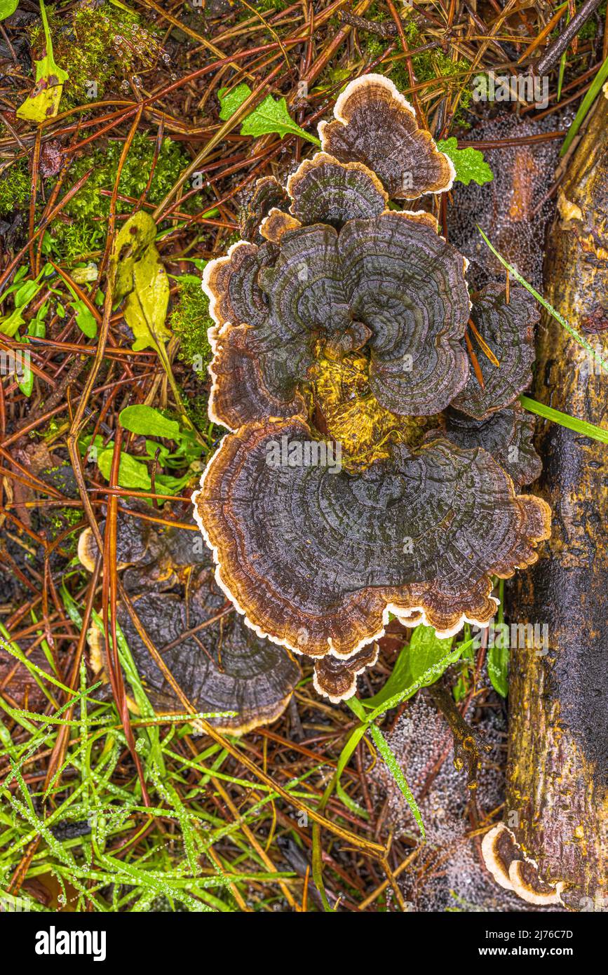 birch polypore on dead wood, nature in detail Stock Photo - Alamy