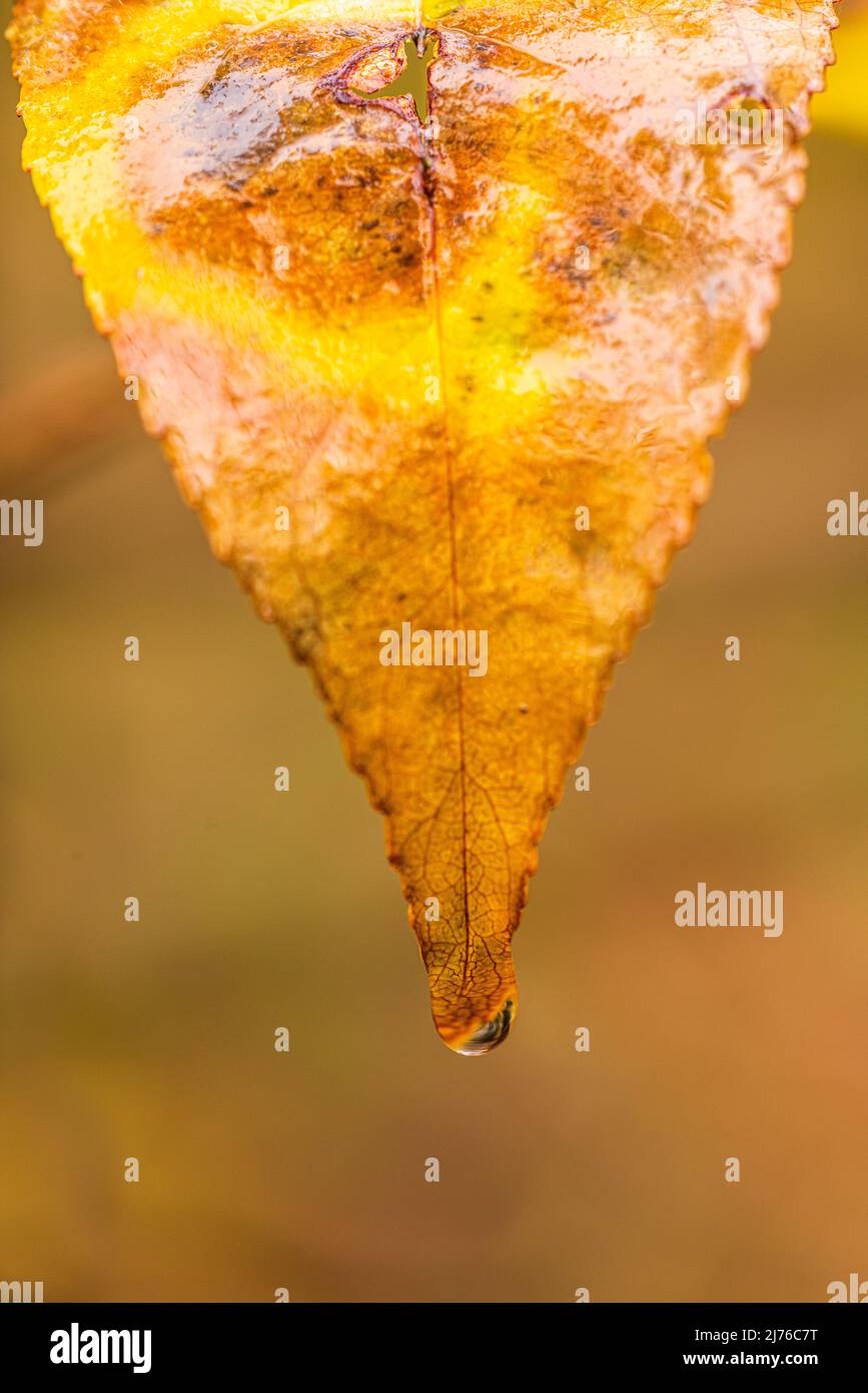 Autumn leaf with water drop Stock Photo - Alamy
