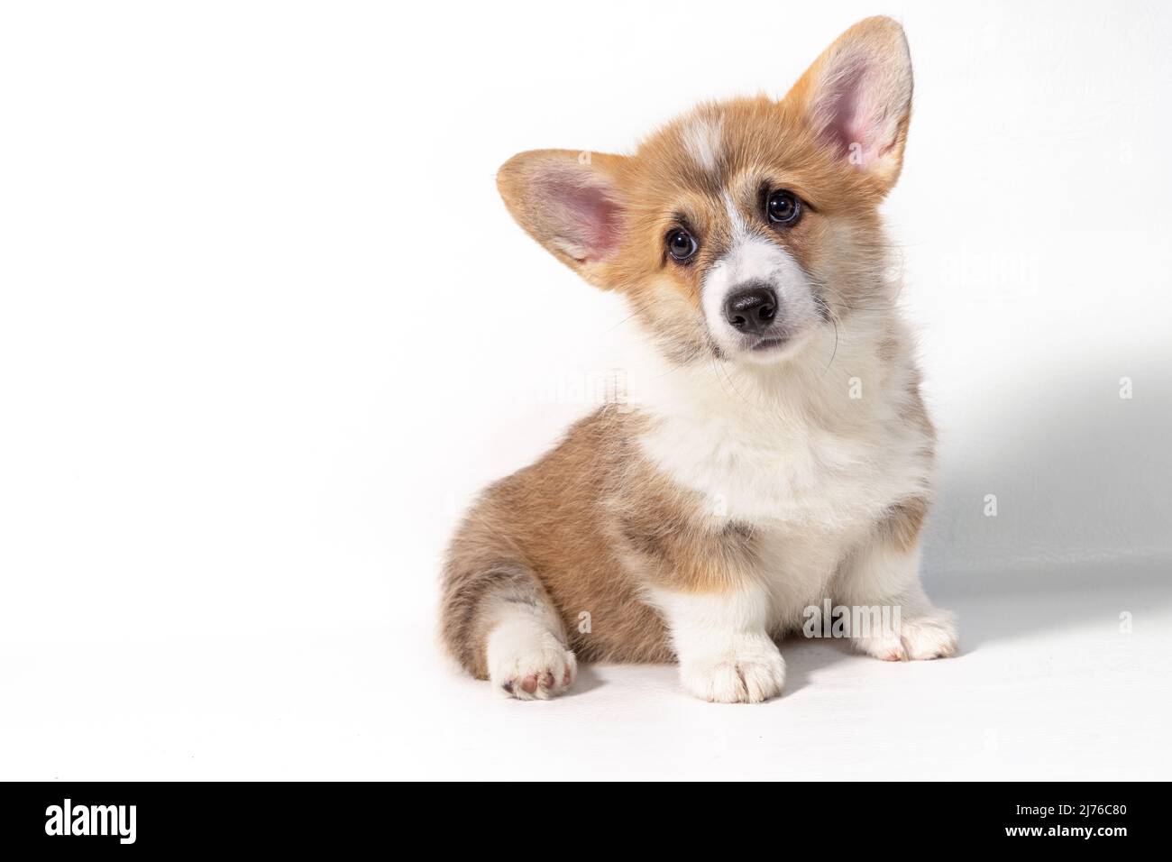 Adorable Pembroke Welsh Corgi puppy sitting in front. isolated on white ...