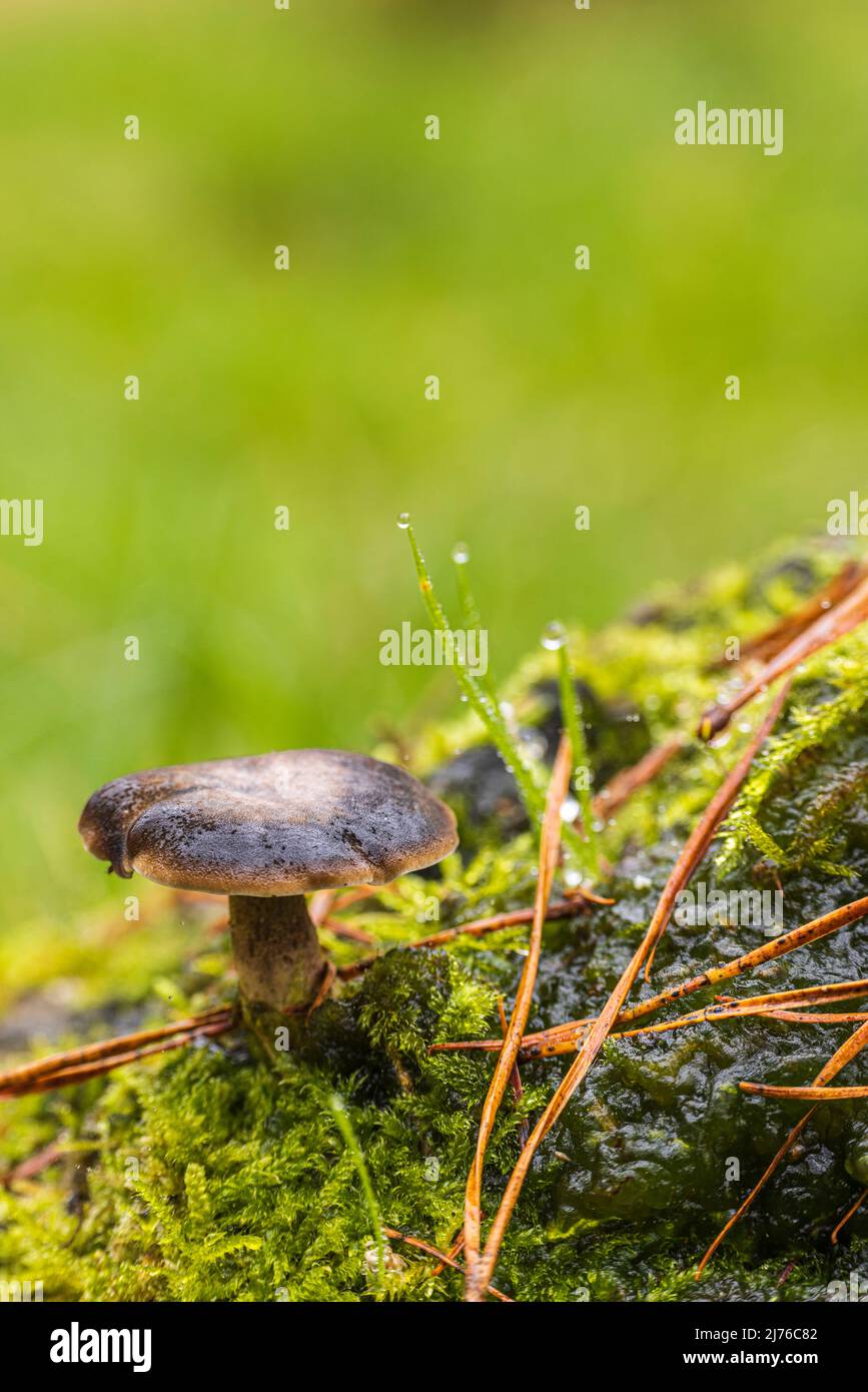 Inconspicuous hi-res stock photography and images - Alamy