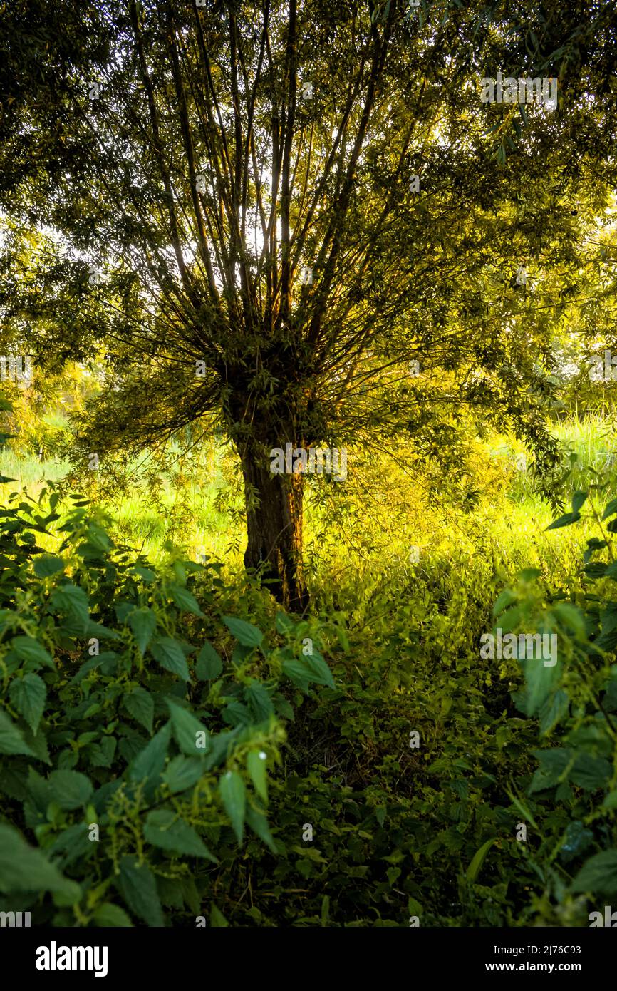 Pollard willow hi-res stock photography and images - Alamy