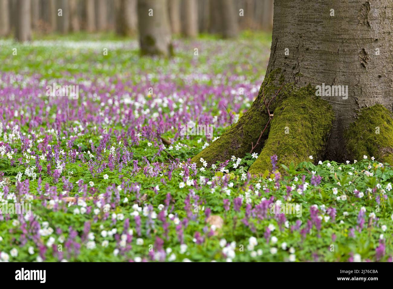 a carpet of flowers of corydalis and wood anemone covers the forest ...