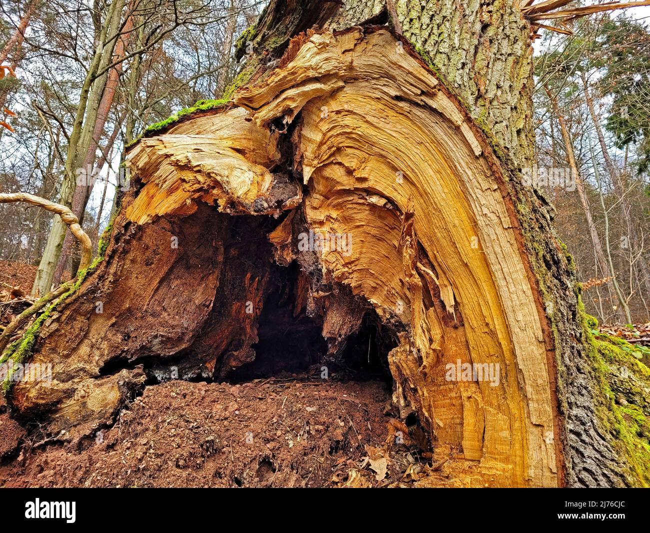 Broken off tree stump in forest hi-res stock photography and images - Alamy
