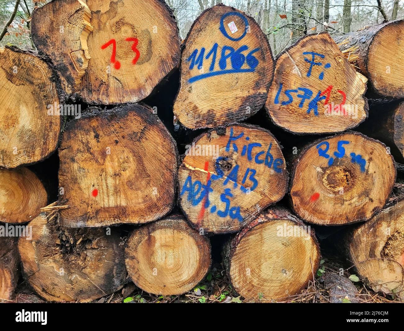 Forestry, stacked logs Stock Photo - Alamy