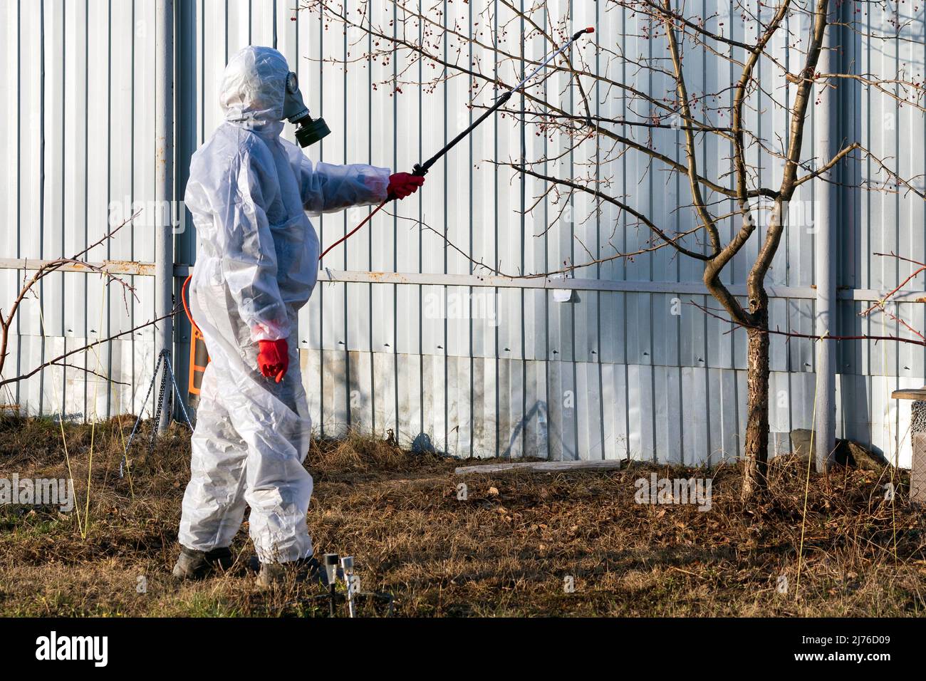 Gardener sprinkling insecticide on an apple tree Stock Photo - Alamy