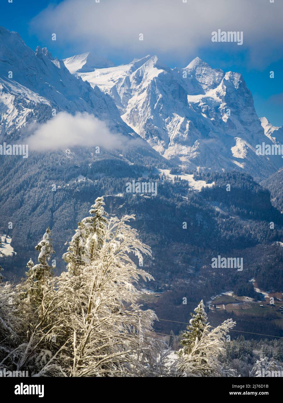 The winter trees hi-res stock photography and images - Alamy