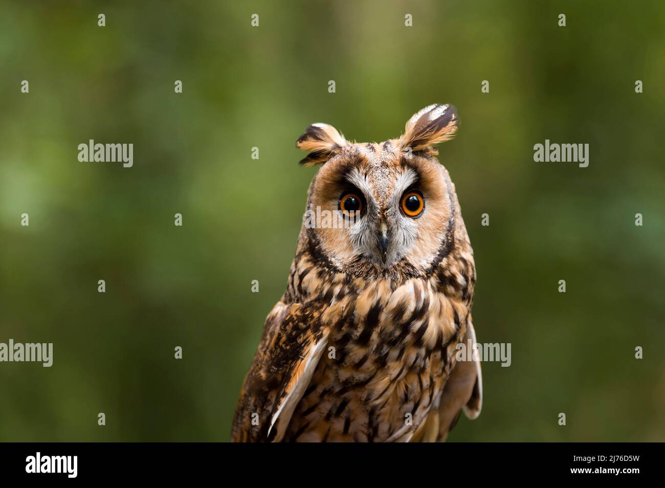 Raptor enclosure bispingen hi-res stock photography and images - Alamy