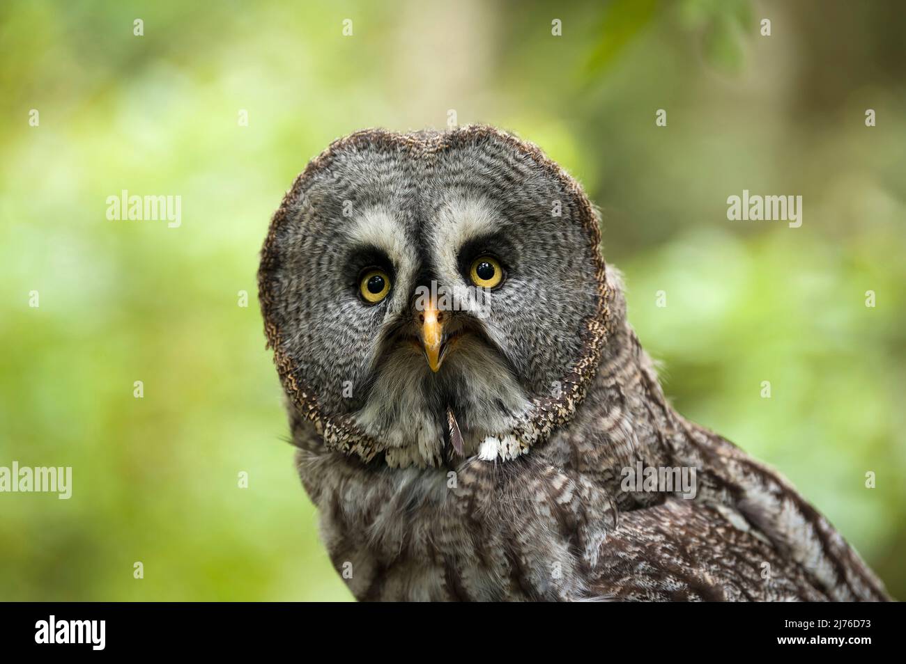 Griffin bird enclosure hi-res stock photography and images - Alamy