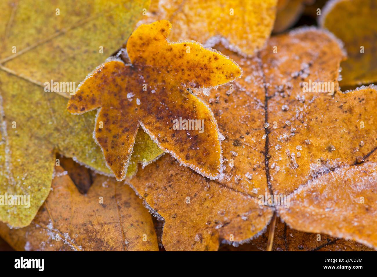 Fretted leaves hi-res stock photography and images - Alamy