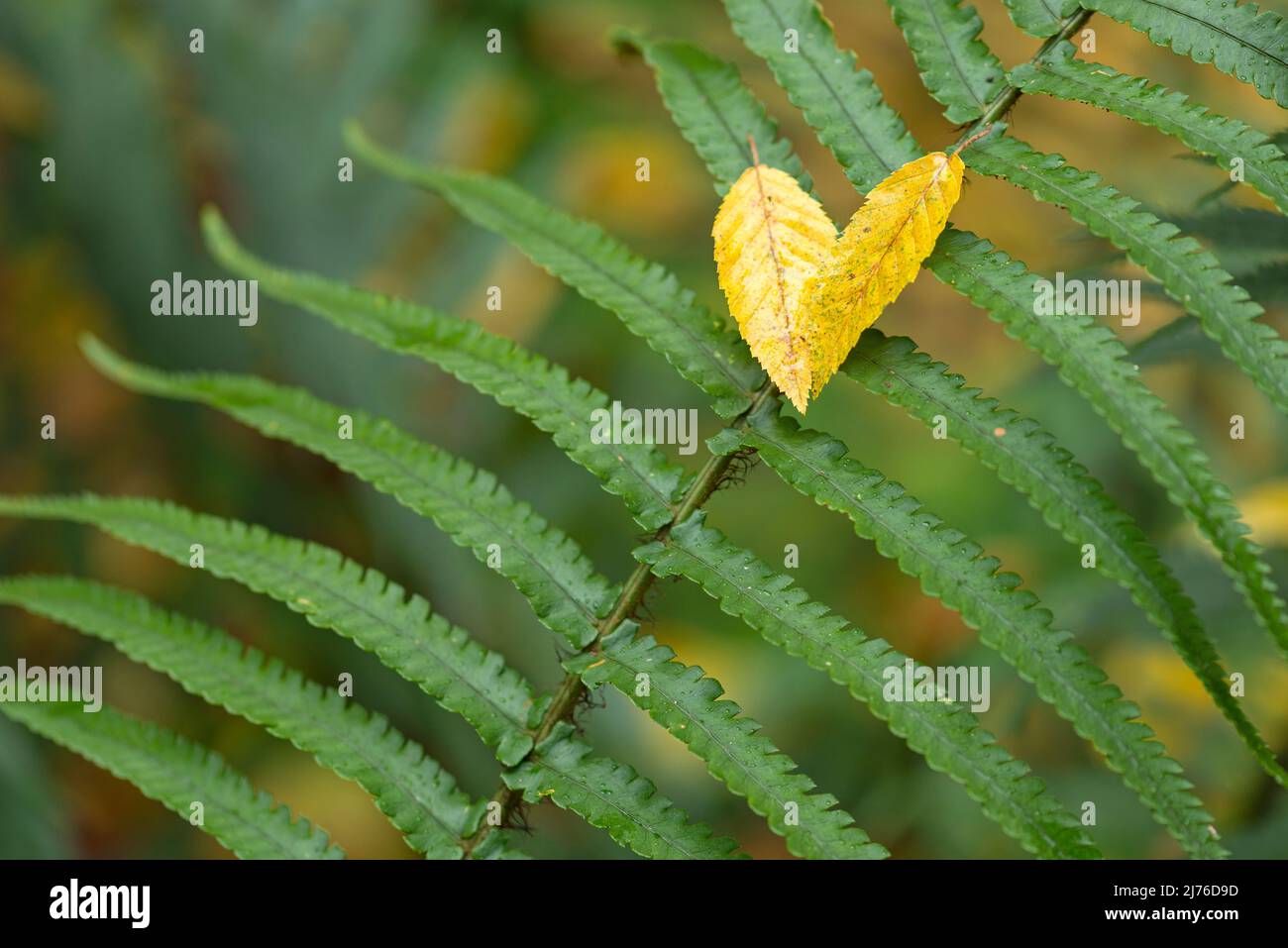 yellow leaves on a fern leaf, Germany, Hesse Stock Photo - Alamy