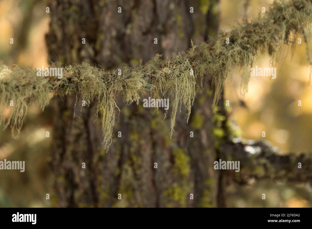 Common tree beard (Usnea filipendula), beard lichen, Engadin ...