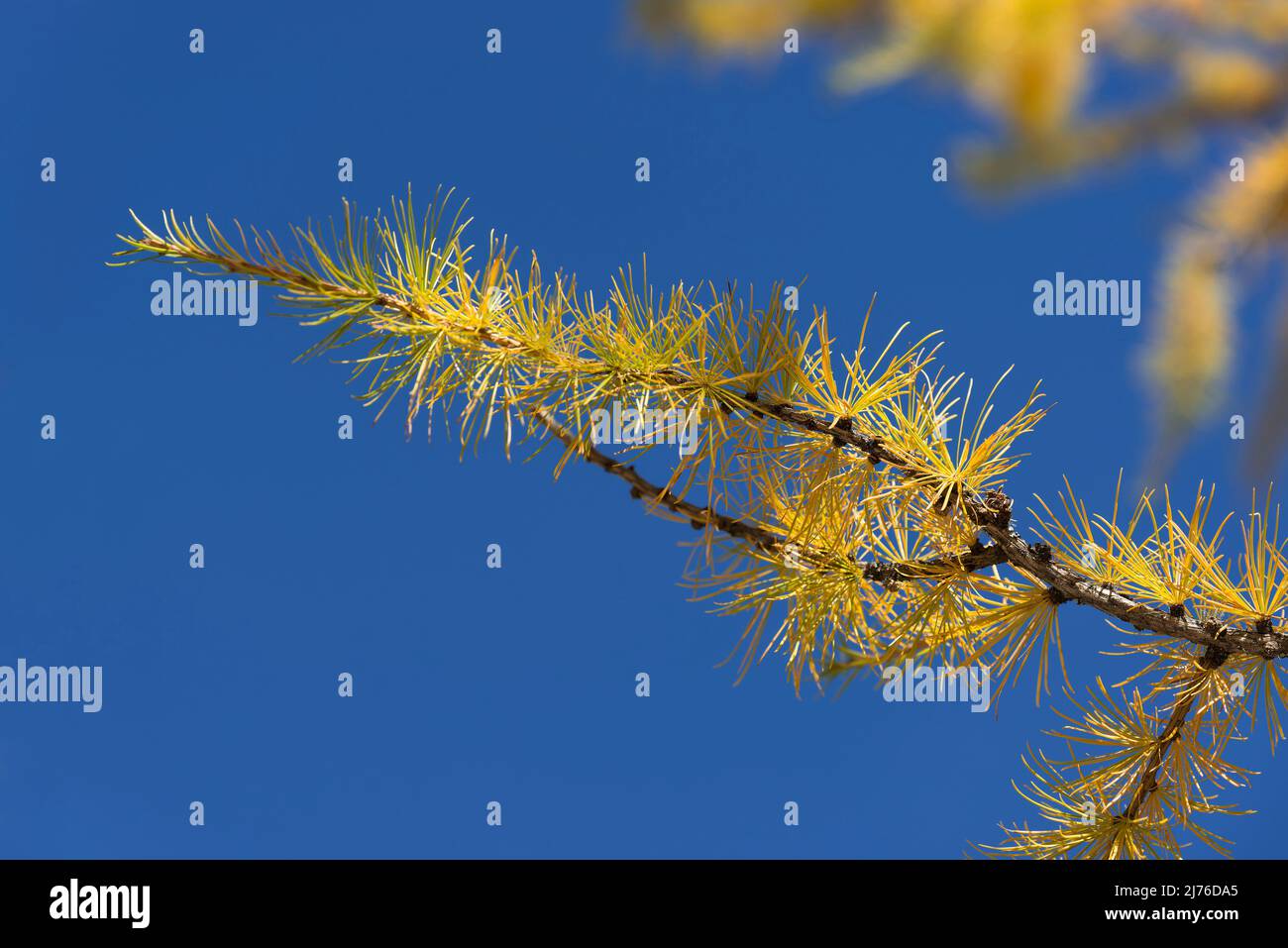Branch of a larch with yellow colored needles in front of blue sky ...