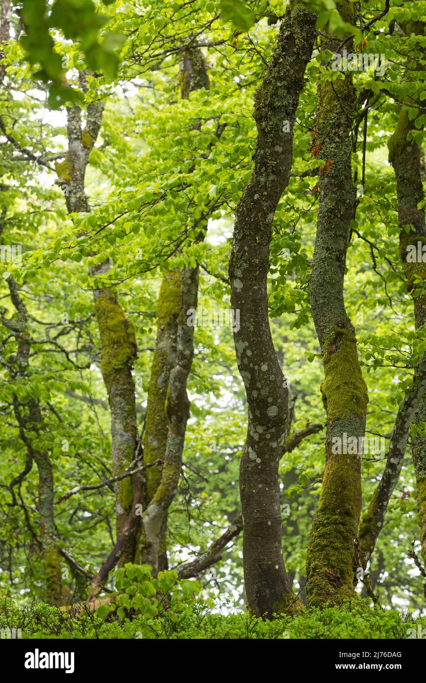 spring atmosphere in the cripple beech forest near La Schlucht, tree ...