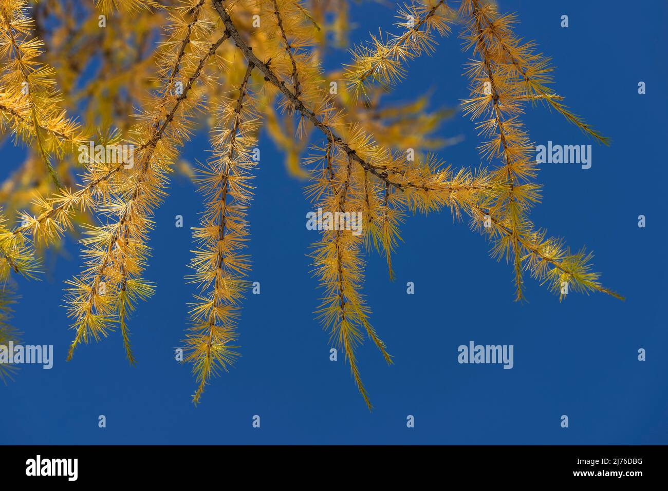 Autumnal colors yellow pine needles hi-res stock photography and images ...