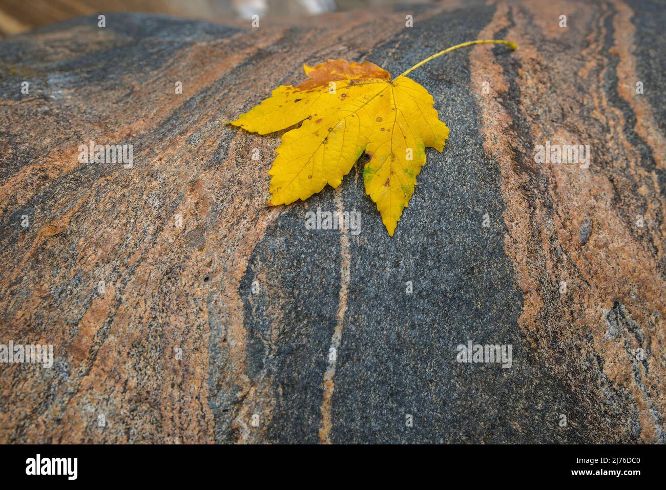 Structures on a maple leaf hi-res stock photography and images - Alamy