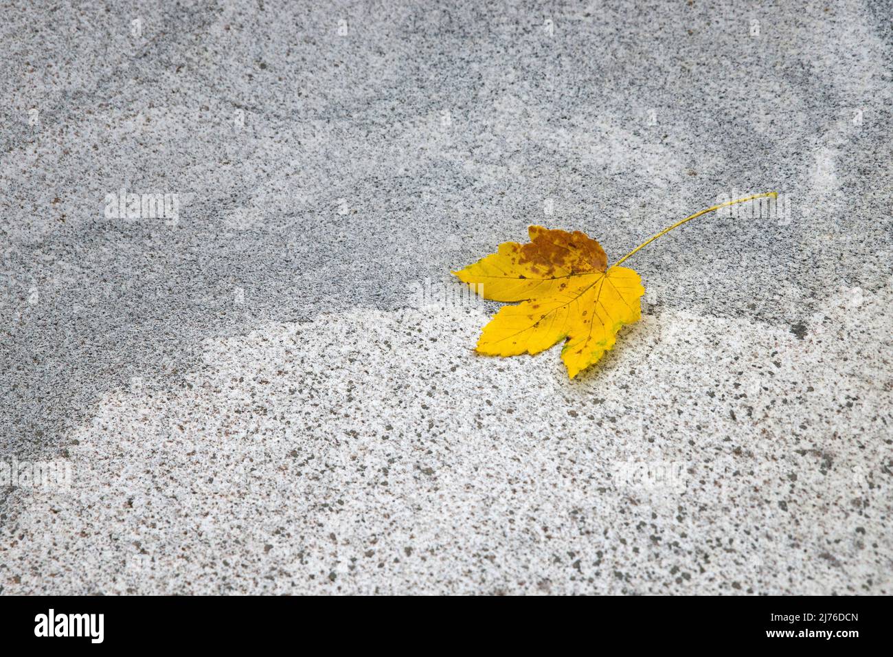 a yellow maple leaf lies on a rock, Verzasca Valley, Switzerland ...