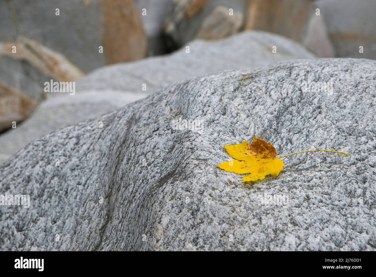 a yellow maple leaf lies on a rock, Verzasca Valley, Switzerland ...
