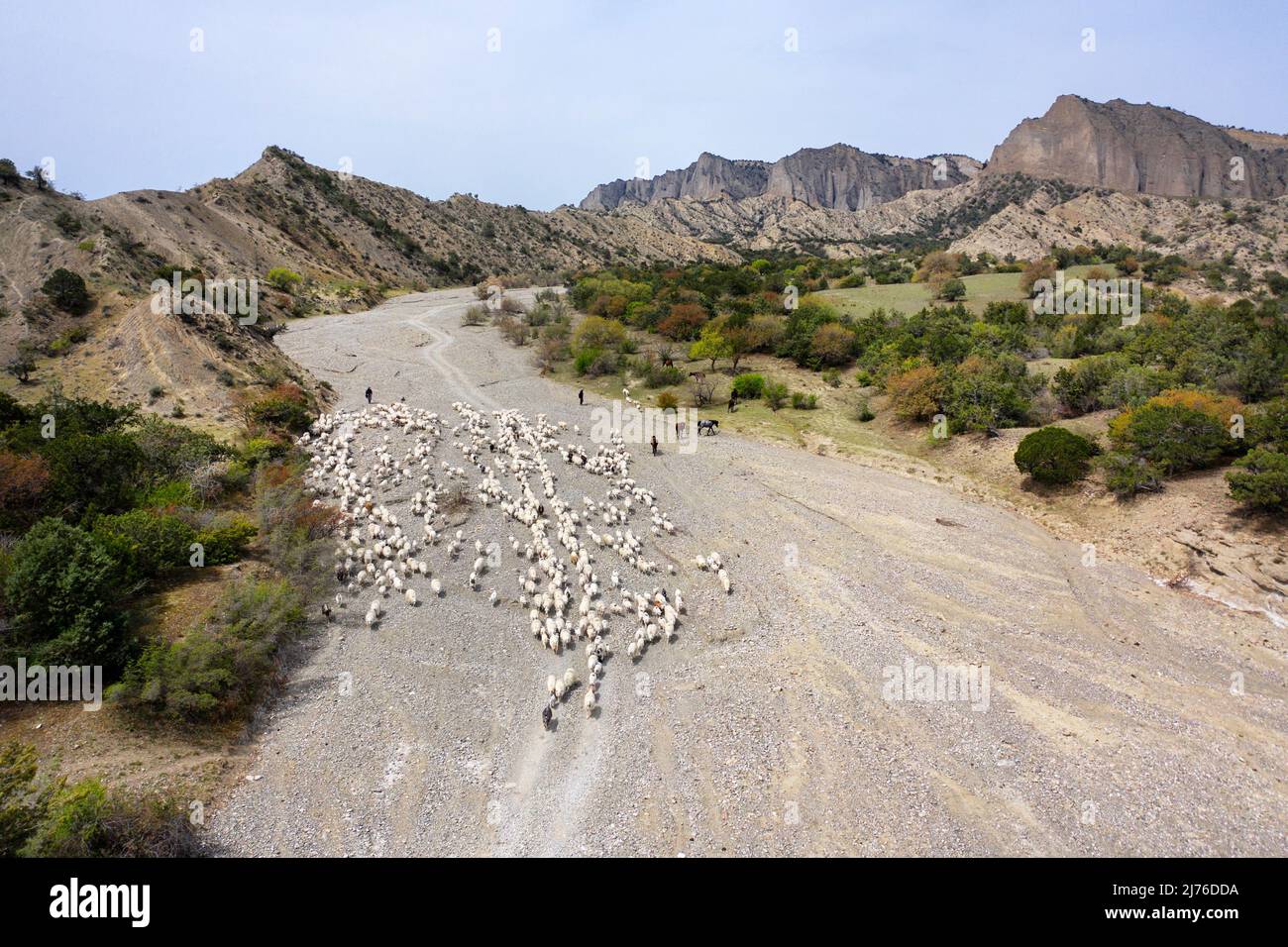 Shepherds and their herd of sheep walking in dry riverbed surrounded by ...