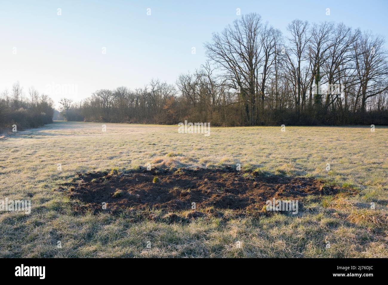 Damage caused by wildlife hi-res stock photography and images - Alamy