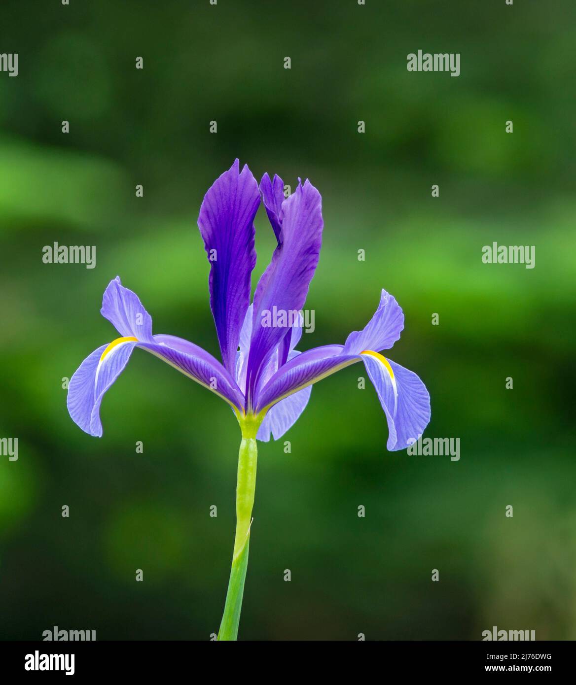 Blue dutch irises hi-res stock photography and images - Alamy
