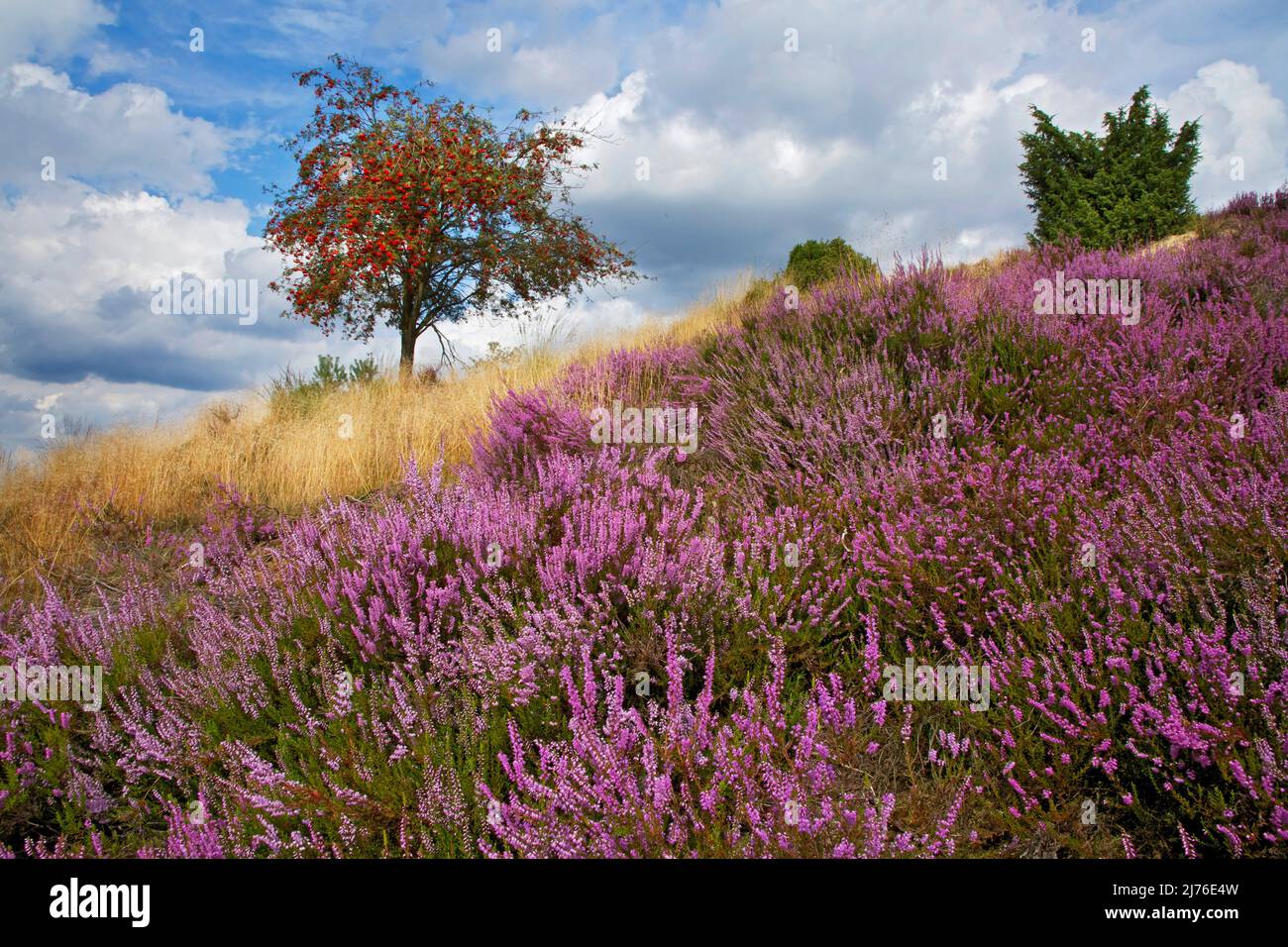 Blue heath landscape between Wilsede and Döhle in the nature park ...