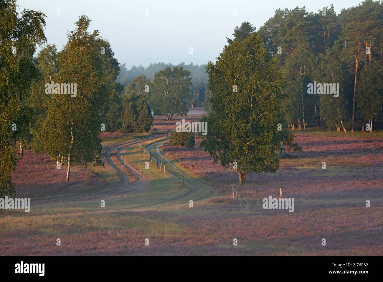 Pathway through vegetation hi-res stock photography and images - Alamy