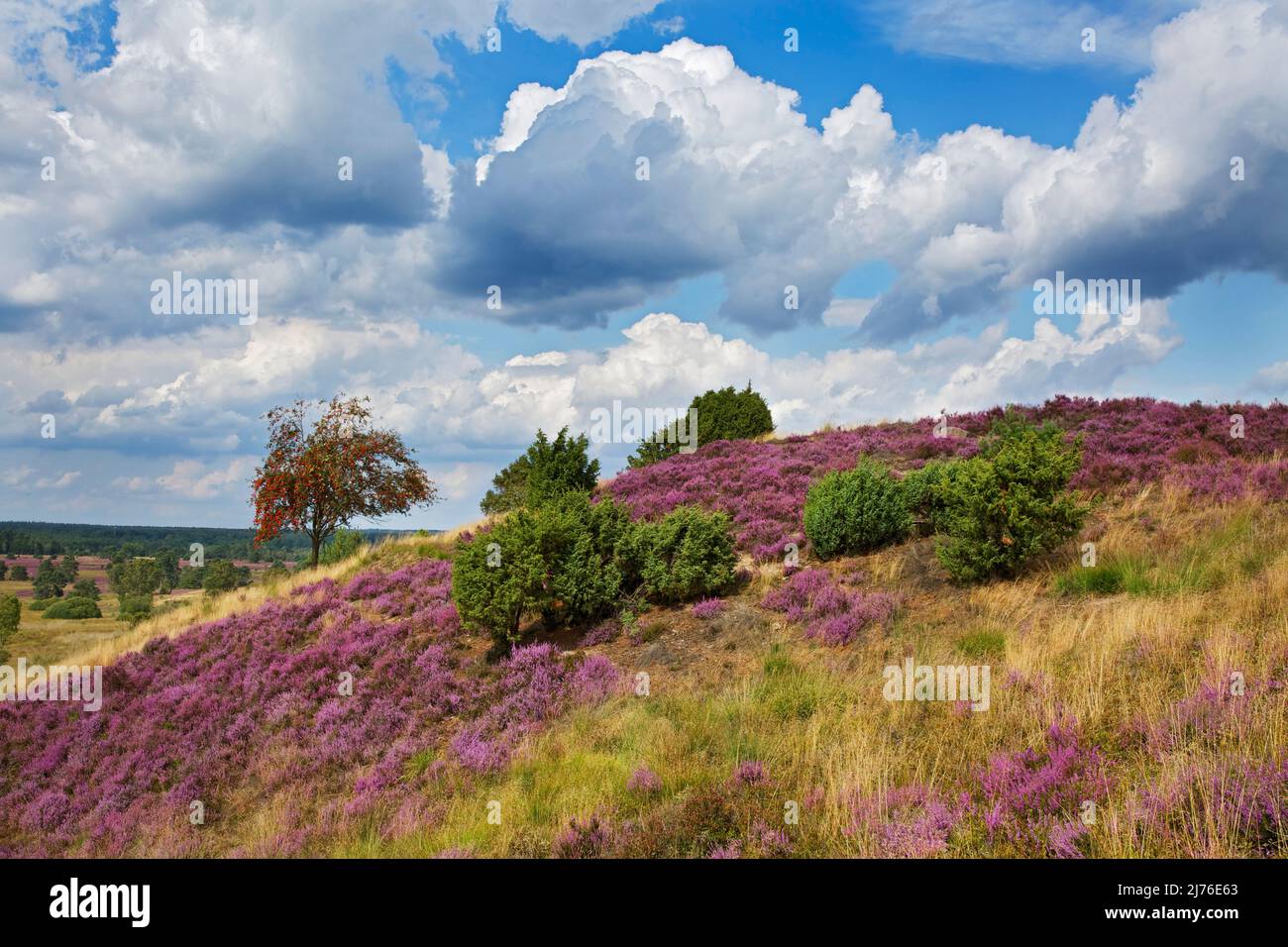 Blue heath landscape between Wilsede and Döhle in the nature park ...