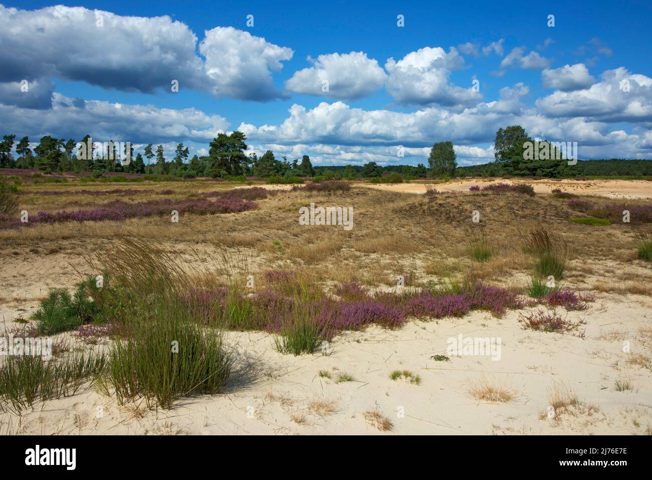 Sand dunes in the Behringer Heide near Behringen Stock Photo - Alamy