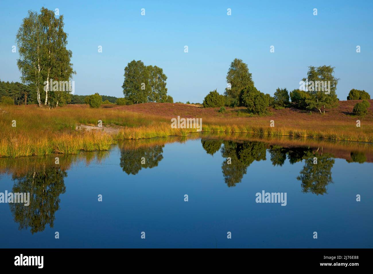 Birch trees are reflected in a pond in the Kienmoor in the heath ...