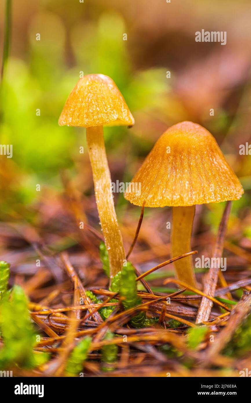 Inconspicuous mushrooms hi-res stock photography and images - Alamy
