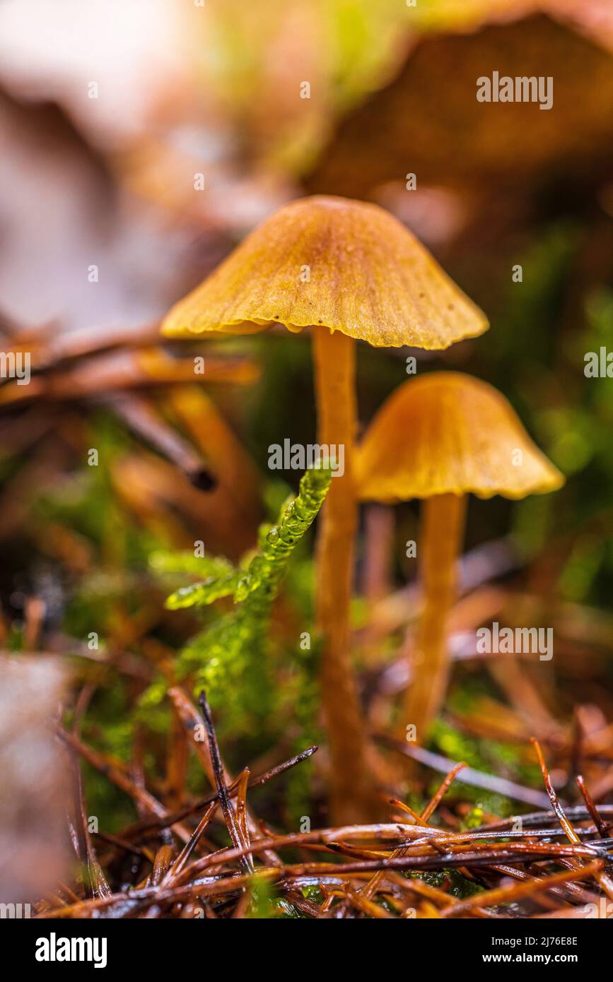 Inconspicuous mushrooms hi-res stock photography and images - Alamy