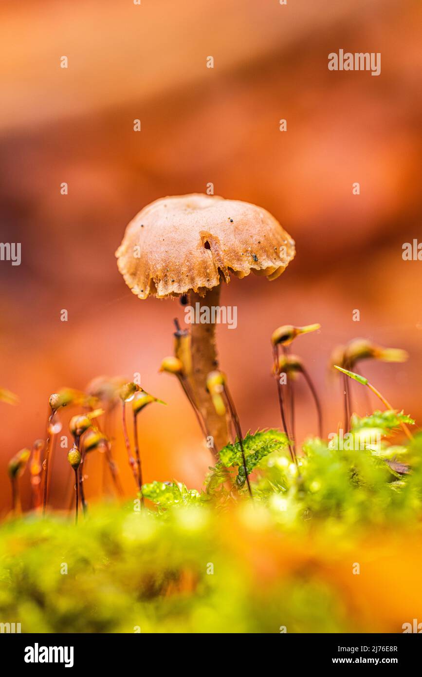 Inconspicuous mushrooms hi-res stock photography and images - Alamy