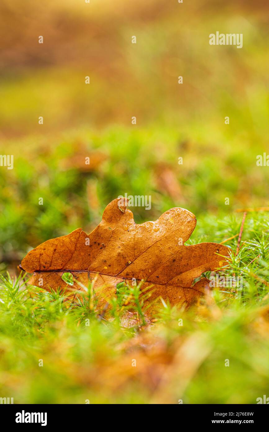 Fallen leaf on the forest floor, nature in detail, forest still life ...