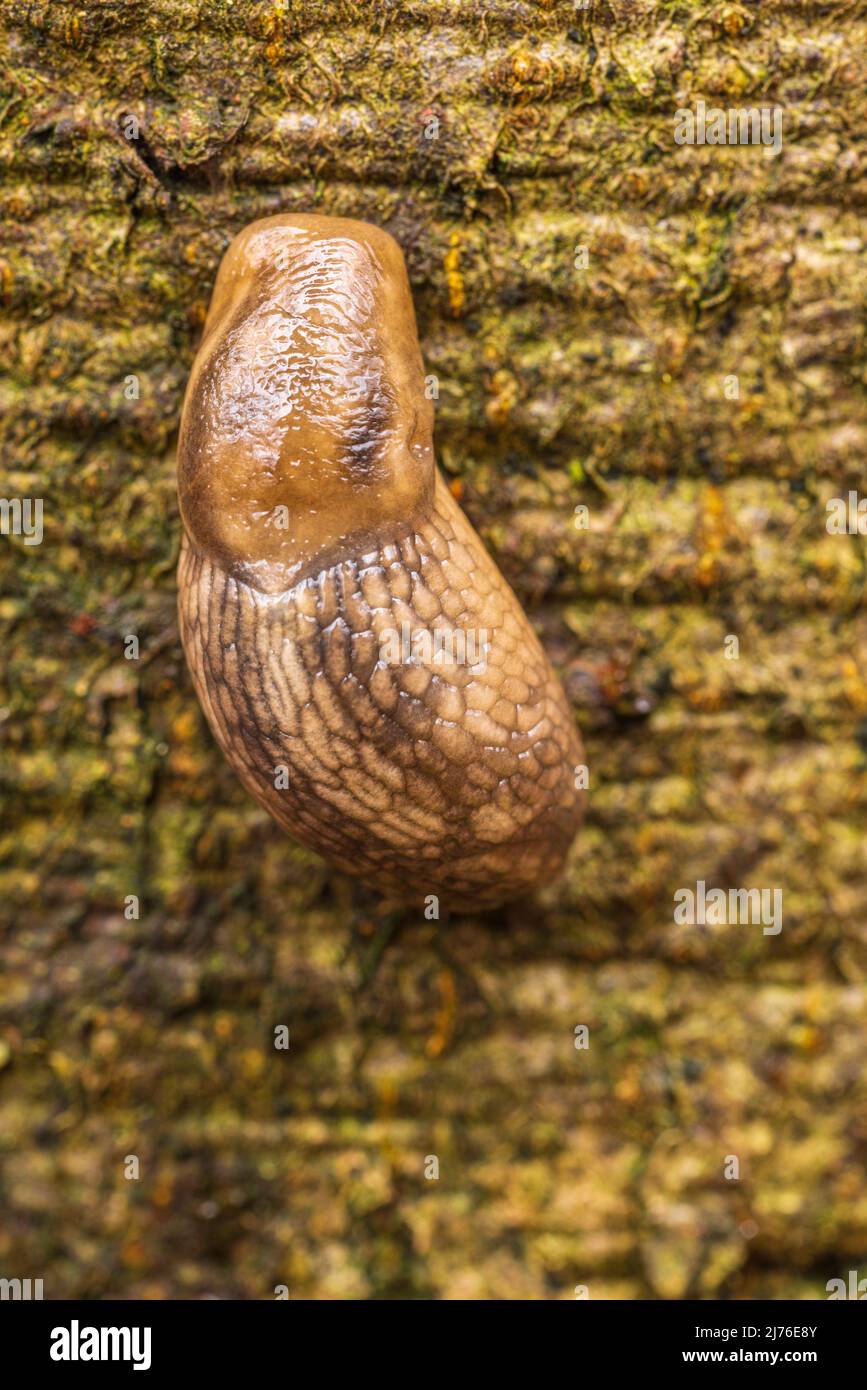 Spanish slug (Arion vulgaris) in natural habitat Stock Photo - Alamy