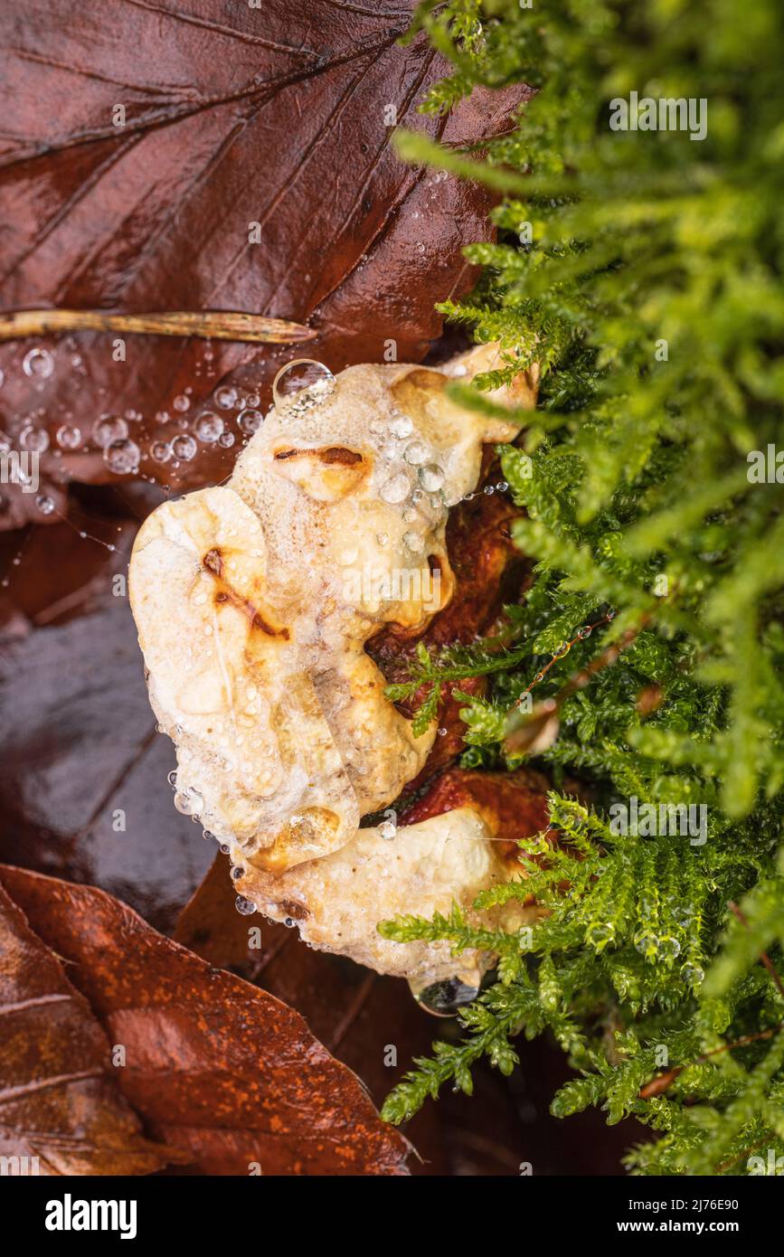 Fungal guttation hi-res stock photography and images - Alamy