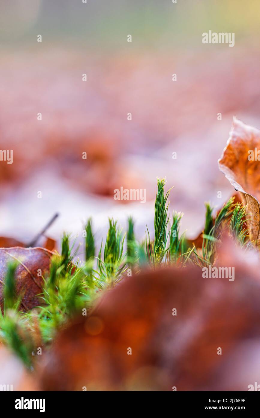 Forest floor moss habitat hi-res stock photography and images - Alamy