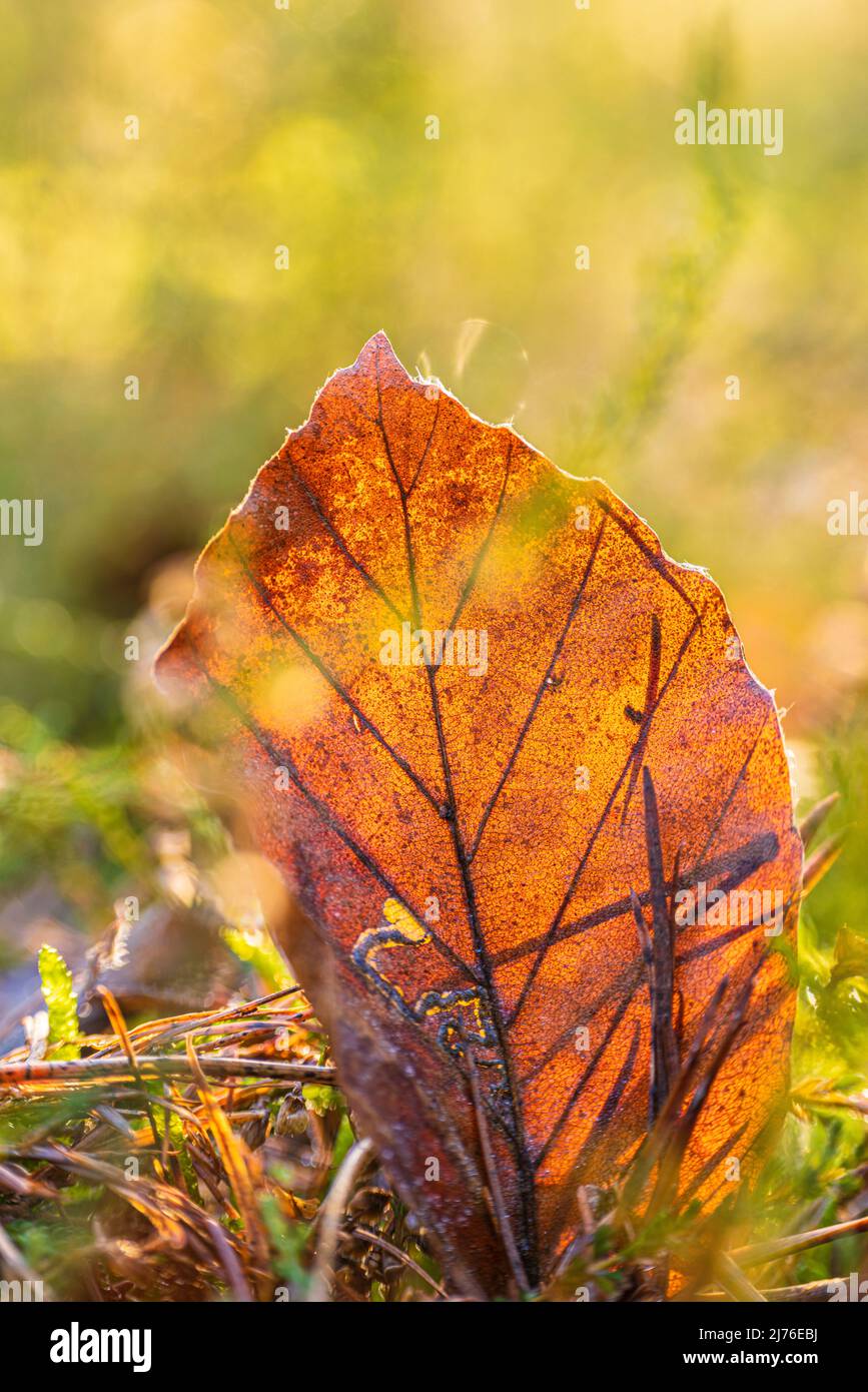 Fallen on floor hi-res stock photography and images - Alamy