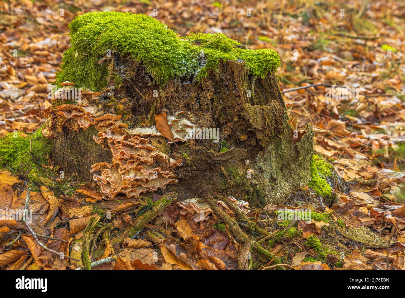Floor of the forest hi-res stock photography and images - Alamy