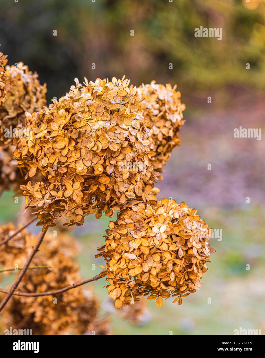 Closeup picture of a flowering plant hi-res stock photography and ...