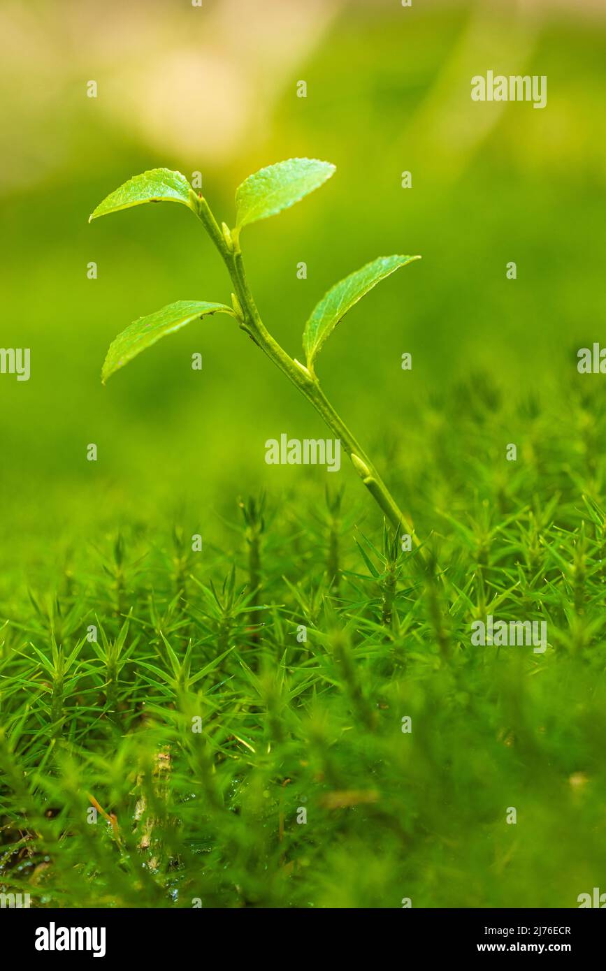 Life in forest hi-res stock photography and images - Alamy