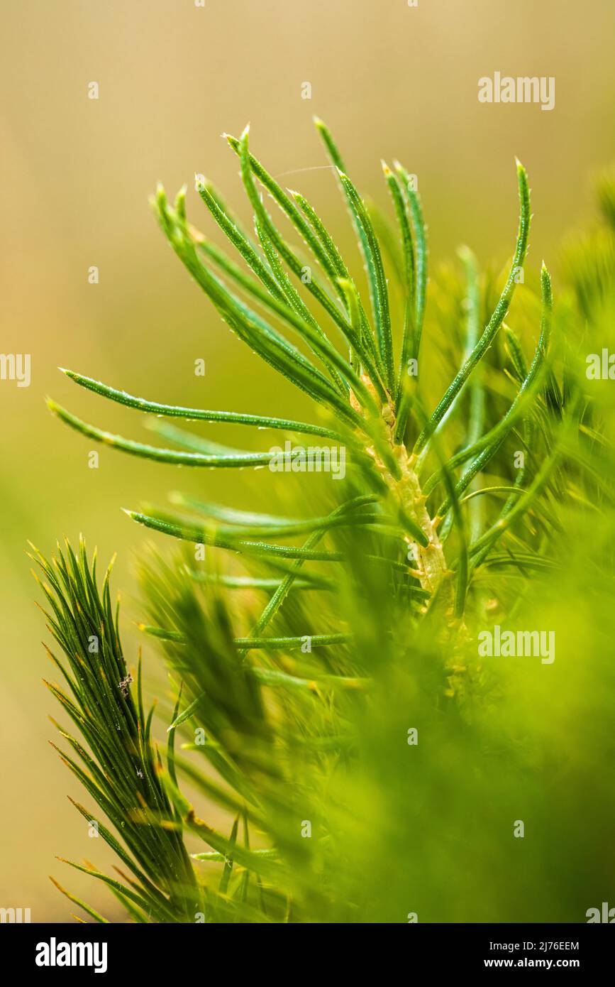 Young Scots pine, Pinus sylvestris, close up, pine seedling Stock Photo ...